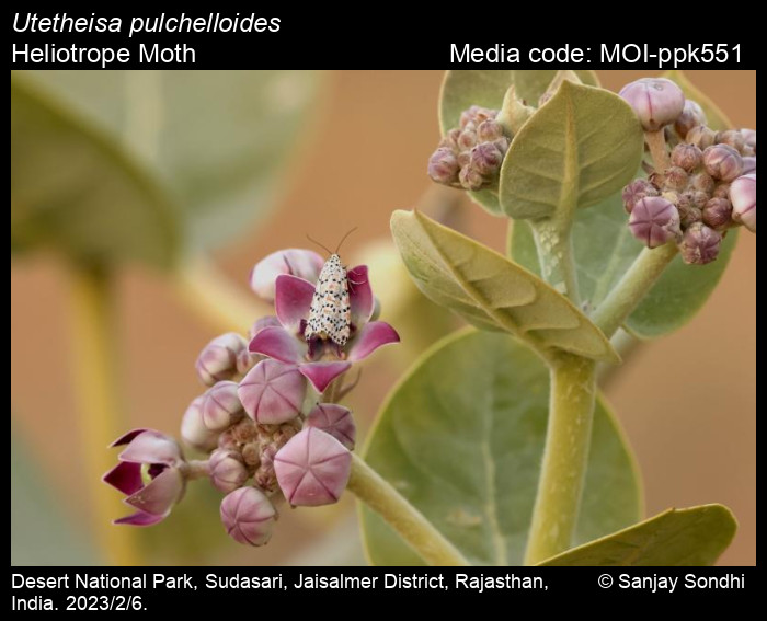 Utetheisa pulchelloides | Moths